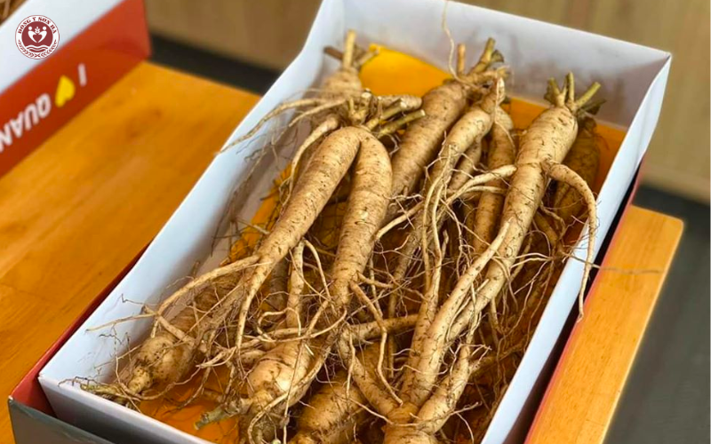 Cây sâm bố chính - Loại sâm quý giá với nhiều giá trị với sức khoẻ ...