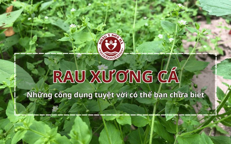 Cách trồng và chăm sóc cây rau xương cá trong vườn nhà